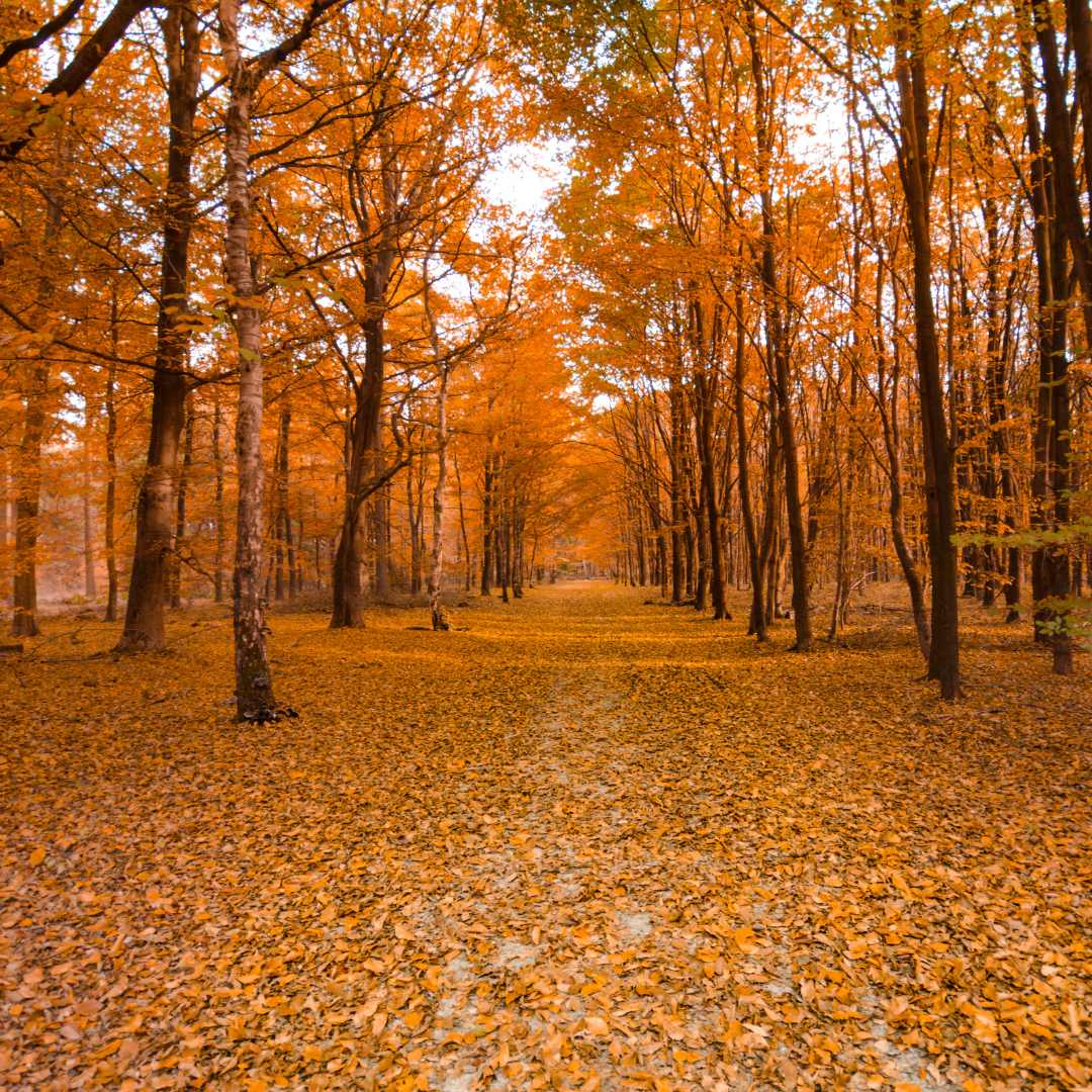 Fall Around Town - What to do in Algona! – Bloom Floral Algona