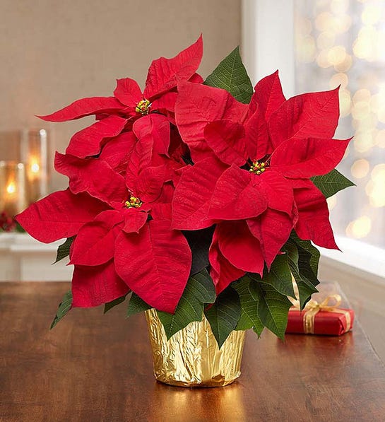 All About: The Poinsettia Plant – Bloom Floral Algona