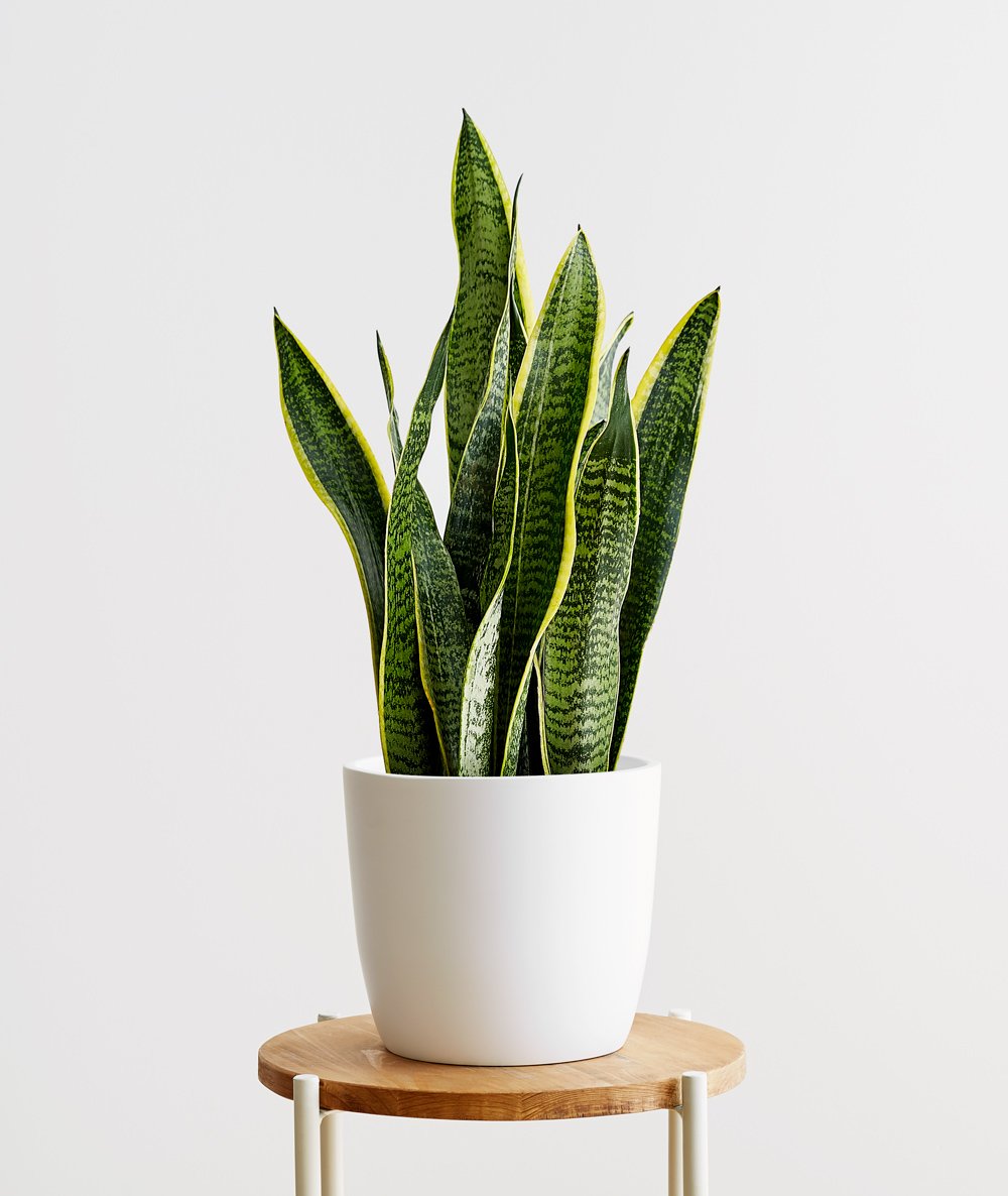 The Sanseveria Plant – Bloom Floral Algona