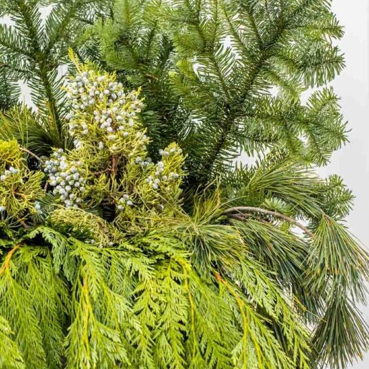All About: Winter Greens – Bloom Floral Algona