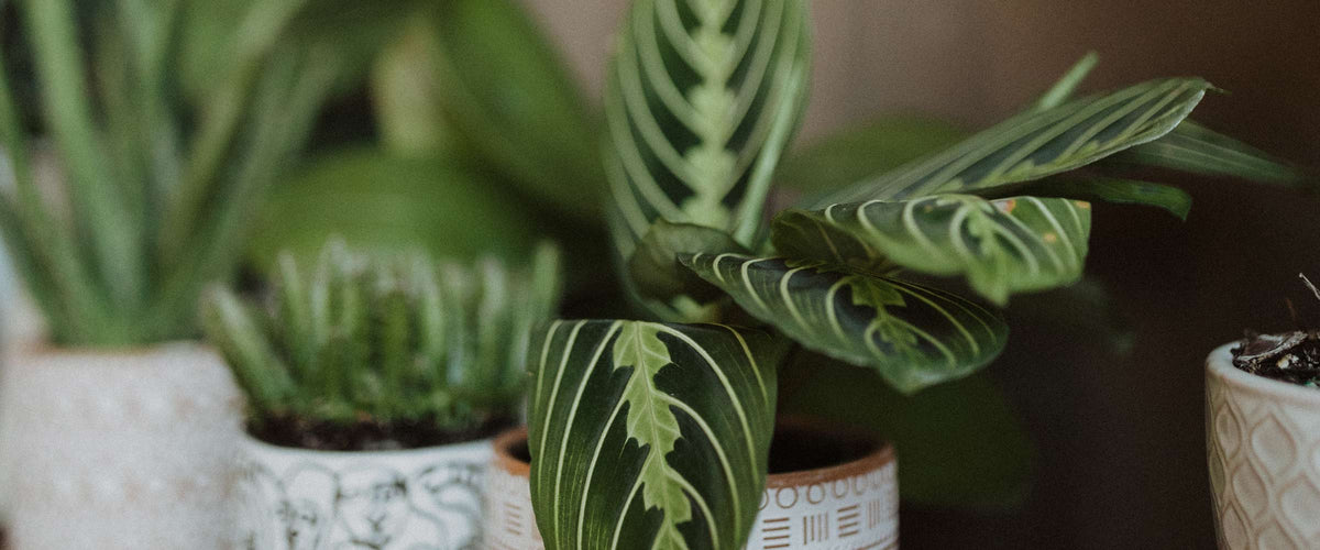 Plant Arrangements | Bloom Floral Algona