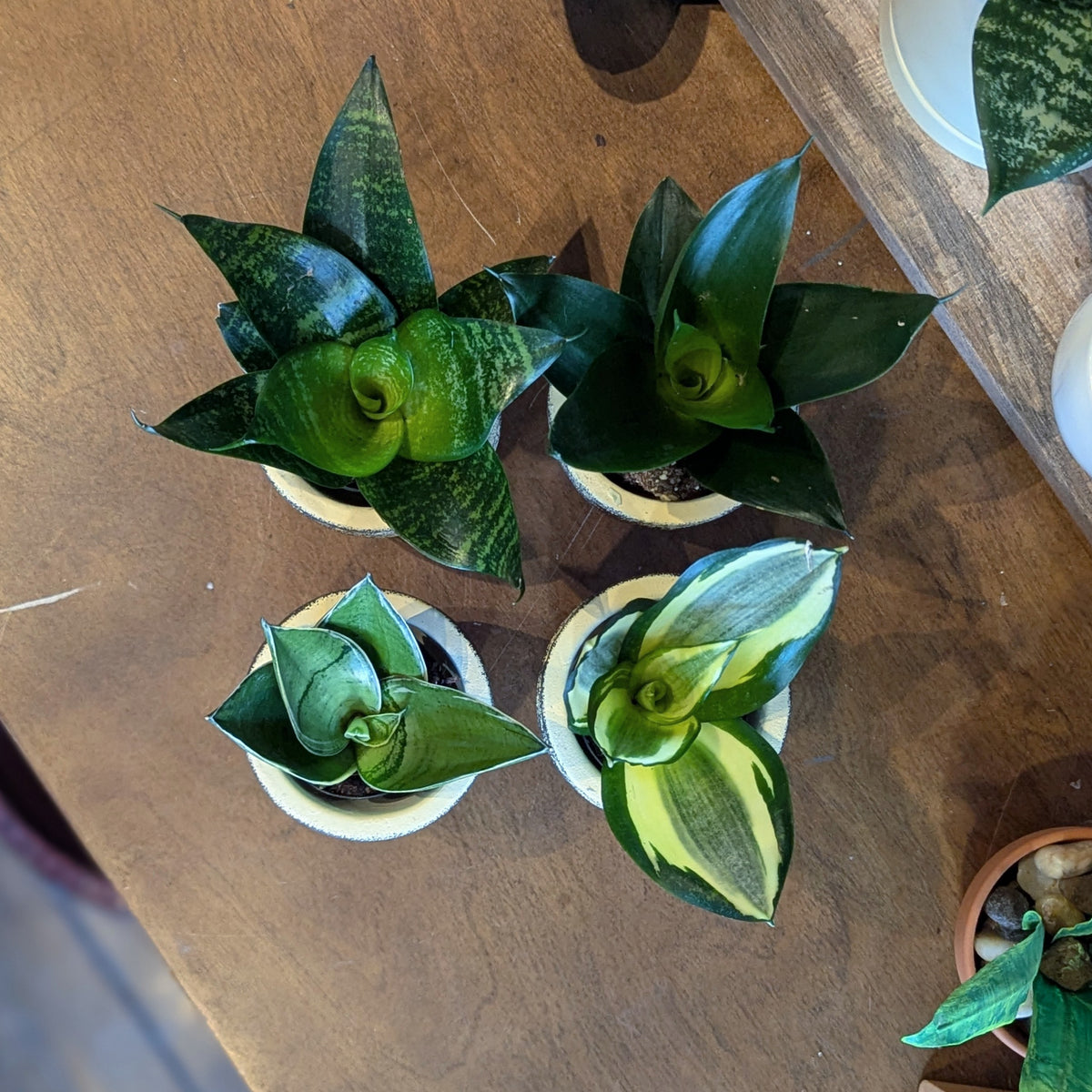 Desktop Decorative Plant | Plant Arrangements | Bloom Floral Algona