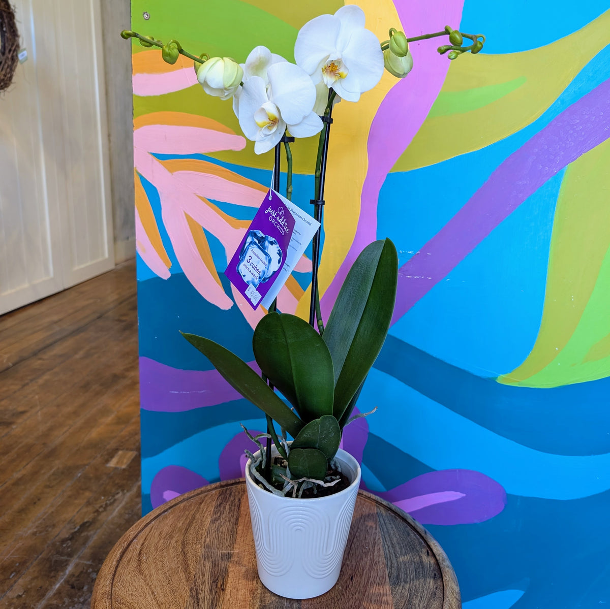 Orchid Plant – Bloom Floral Algona