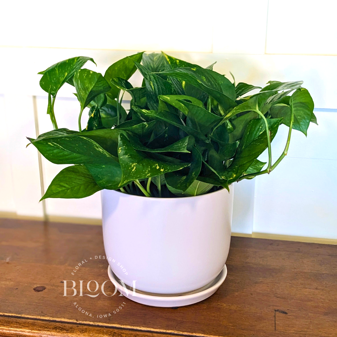 Heartleaf Plant | Plant Arrangements | Bloom Floral Algona