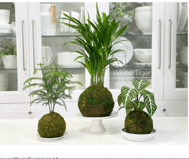 Japanese Kokedama Plant Technique – Bloom Floral Algona