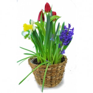 Mixed Bulb Garden – Bloom Floral Algona